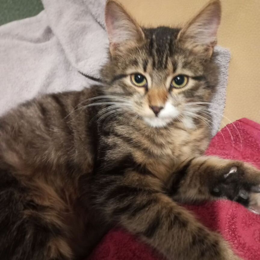 Найден котенок