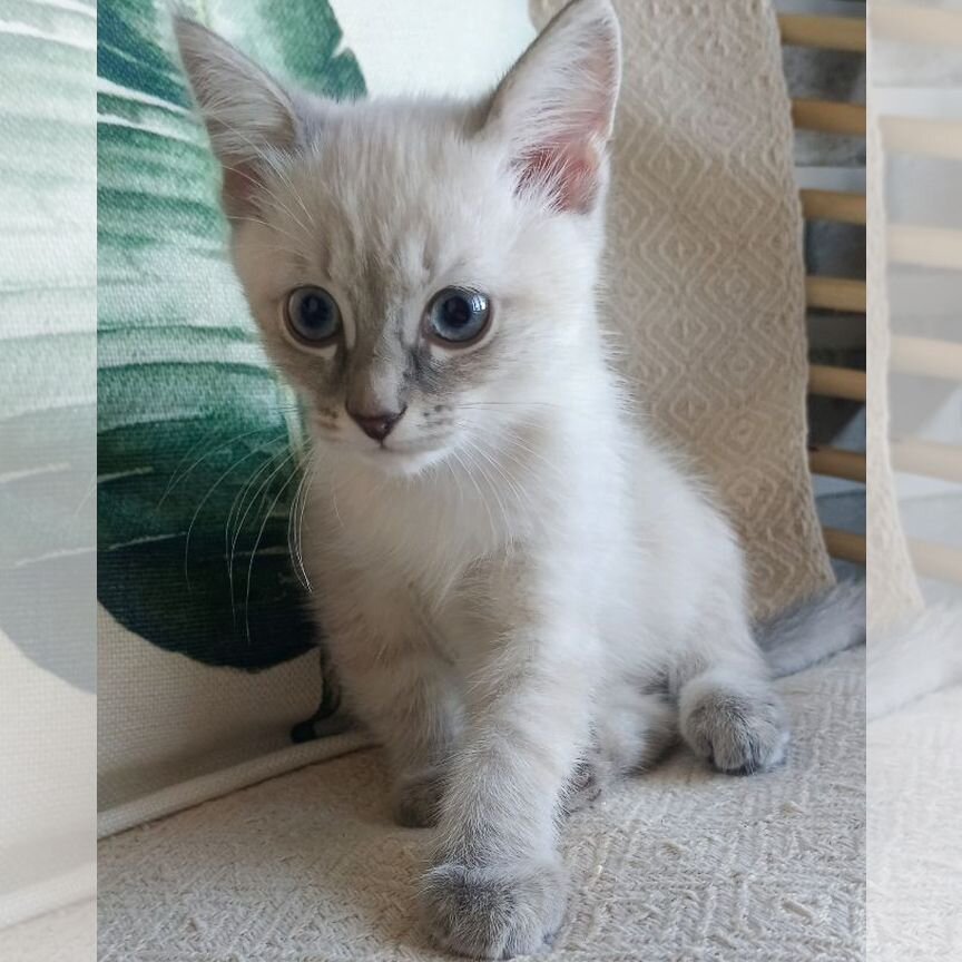 Тайские котята