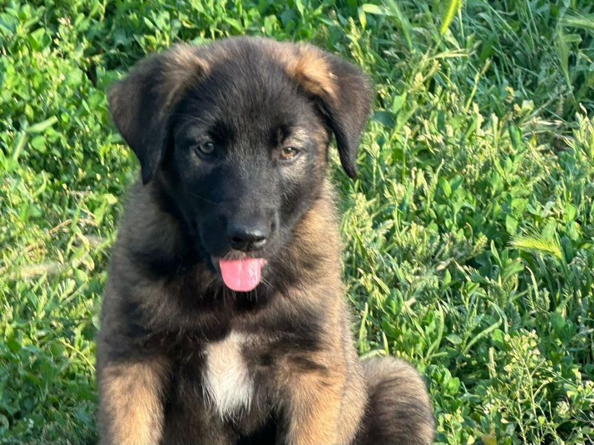 Собака в добрые руки отдам бесплатно