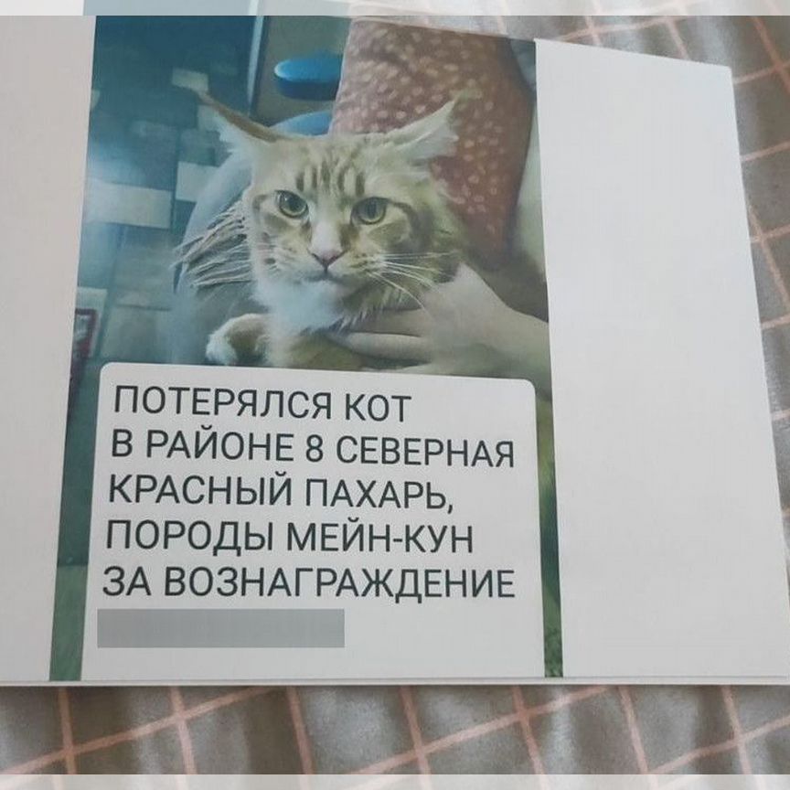 Кот мейн-кун