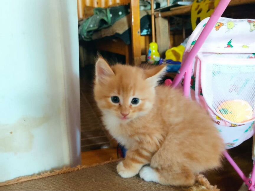 Котята курильский бобтейл чистопородные, мальчики