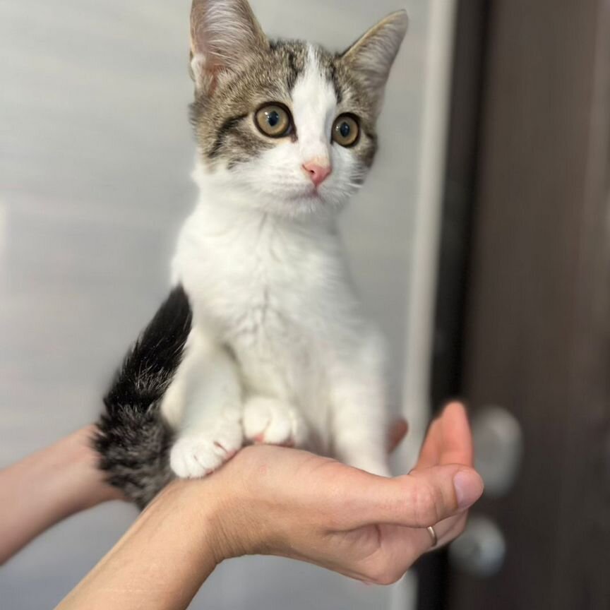 Котенок пеструшка