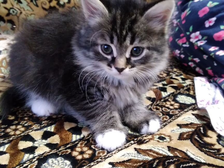 Котята в добрые руки бесплатно