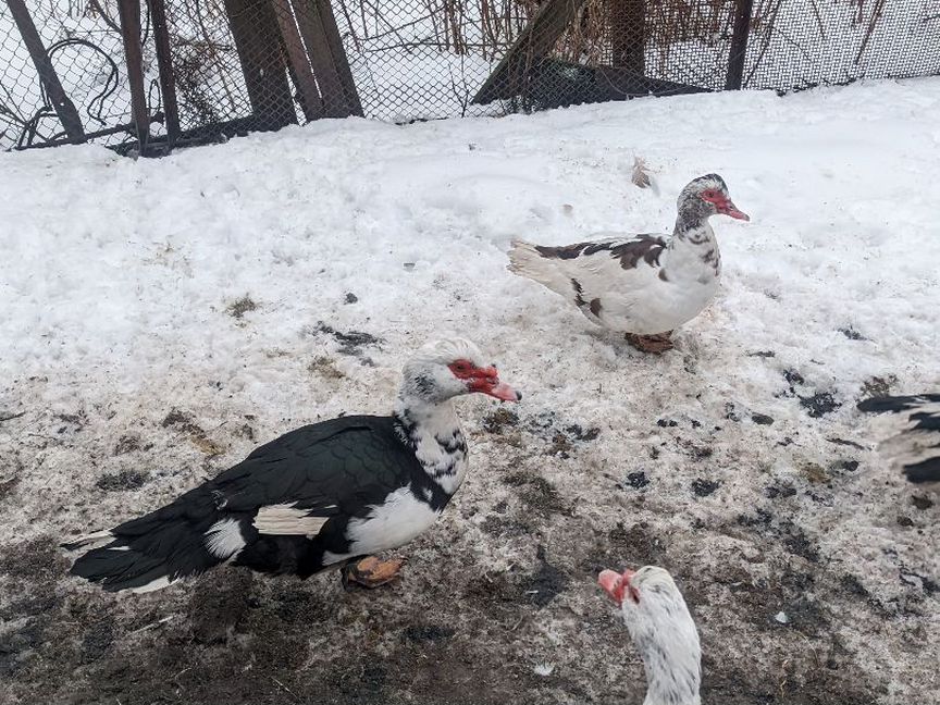 Утки шипуны индоутки