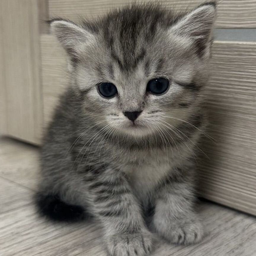 Шотландский прямоухий длинношёрстный котёнок