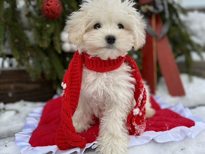 Мальтипу ф1