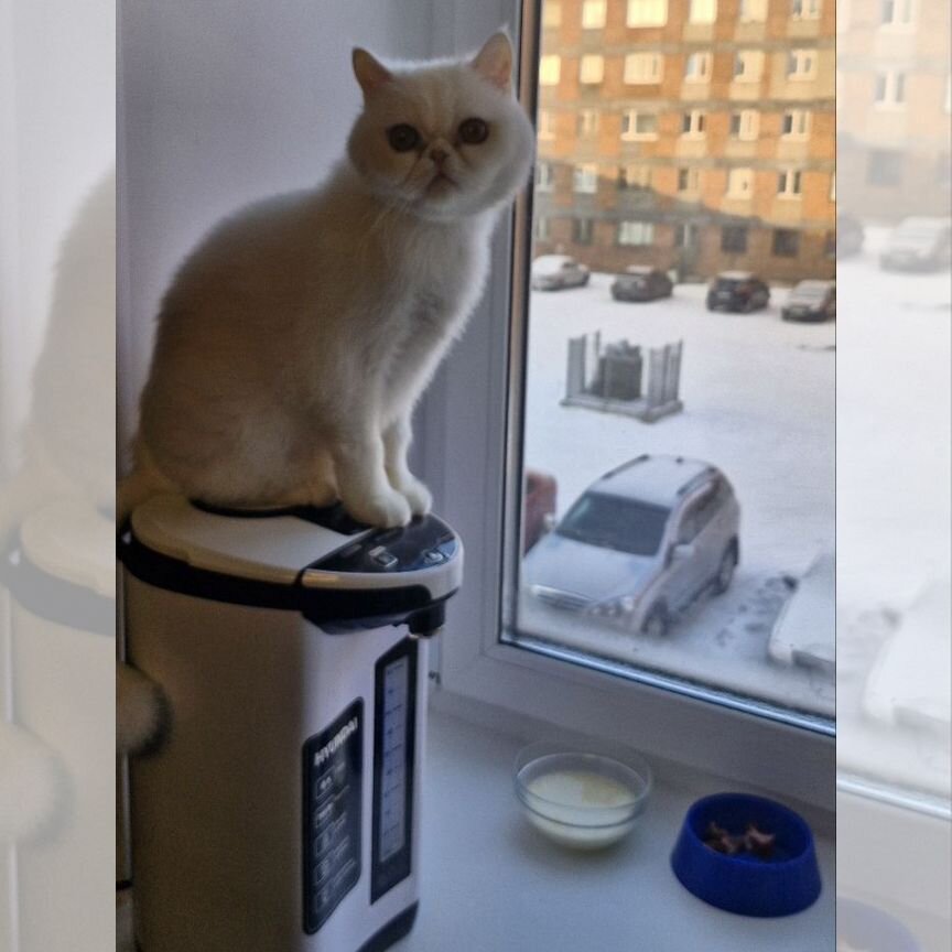 Экзотический короткошёрстный, взрослый кот