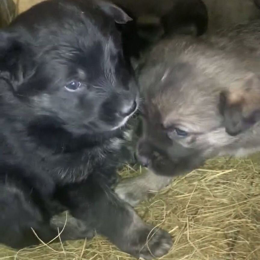 Щенок в добрые руки