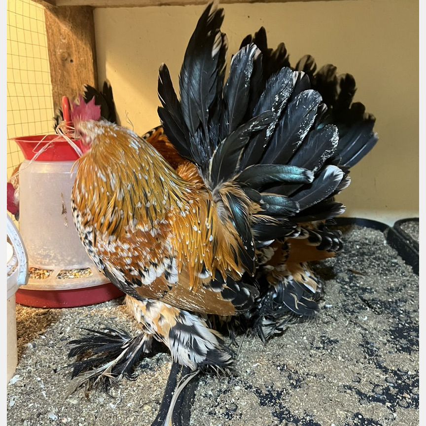 Декоративные петухи Мильфлер