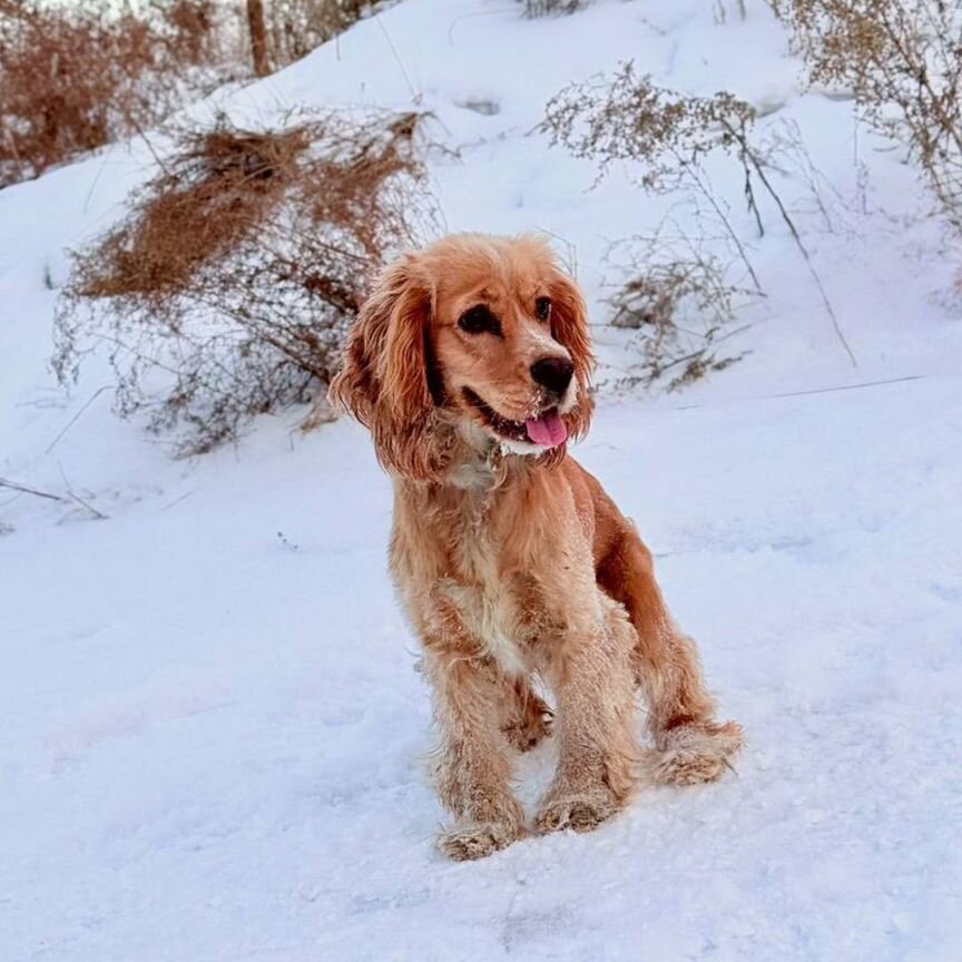 Русский спаниель Шанель 1,5 года