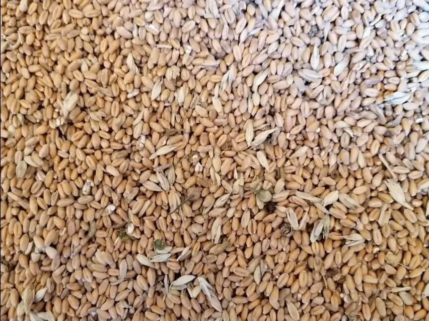 Семечко, Фуражный горох на корм