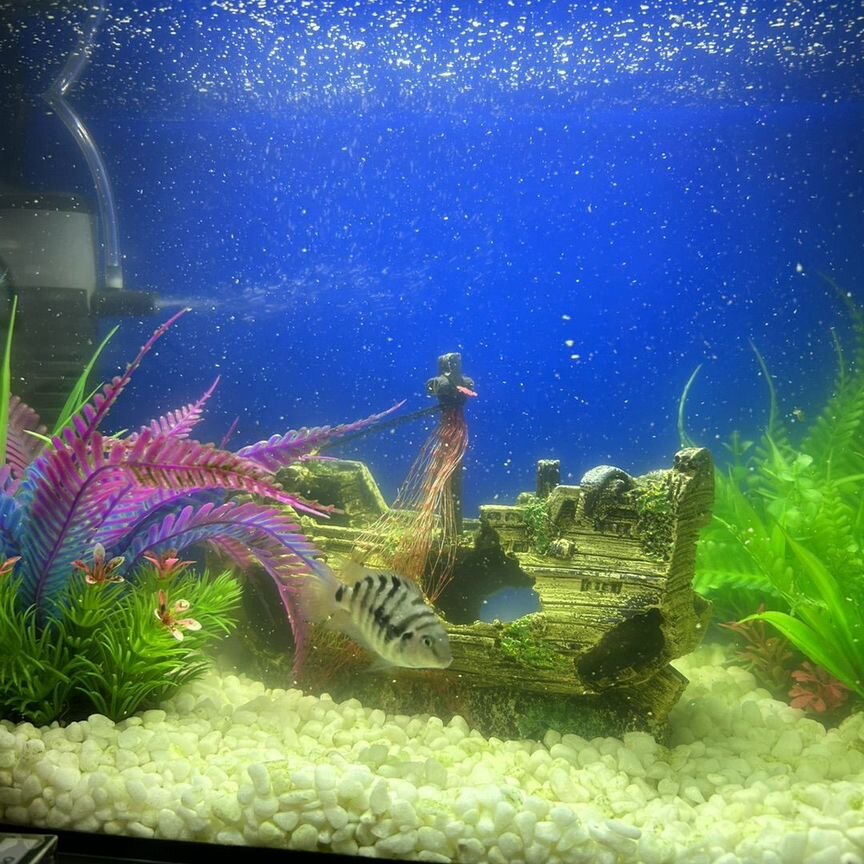 Полосатые Цихлиды 5шт бесплатно