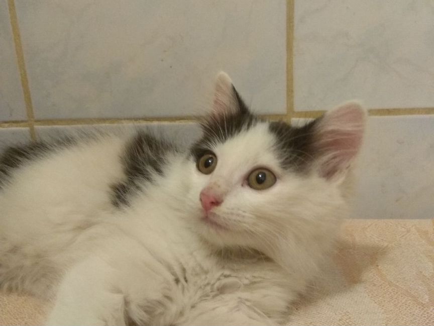 Котенок Милочка в дар, кошка ищет дом