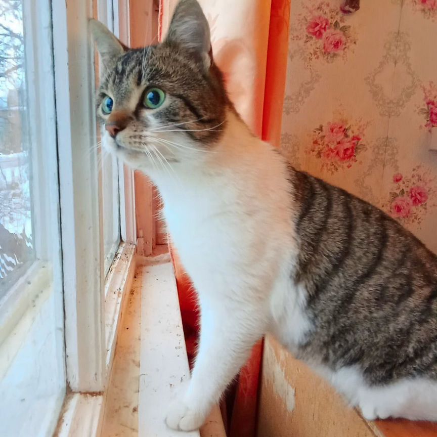 Ласковый молодой кот