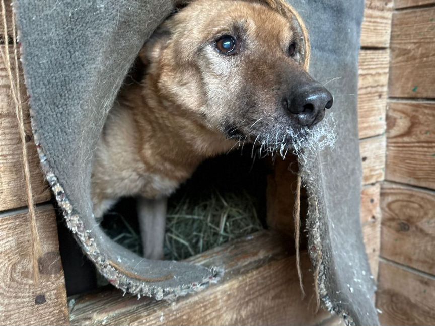 Песик Пьер ждет чуда