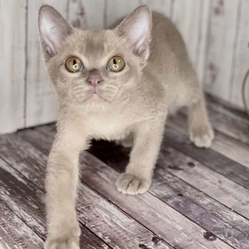 Бурманские котята мальчики Лиловые