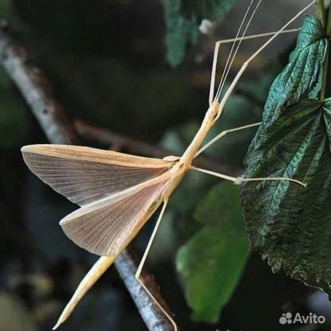 Мадагаскарский розовокрылый мускусный палочник