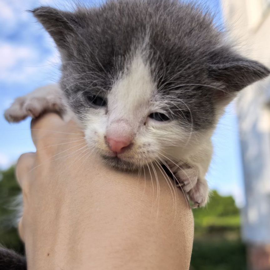 Котёнок в добрые руки