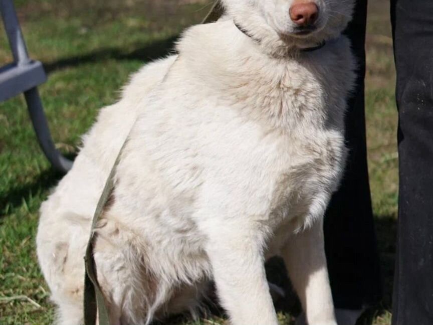 Собака в добрые руки