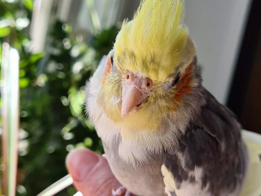 Попугай корелла