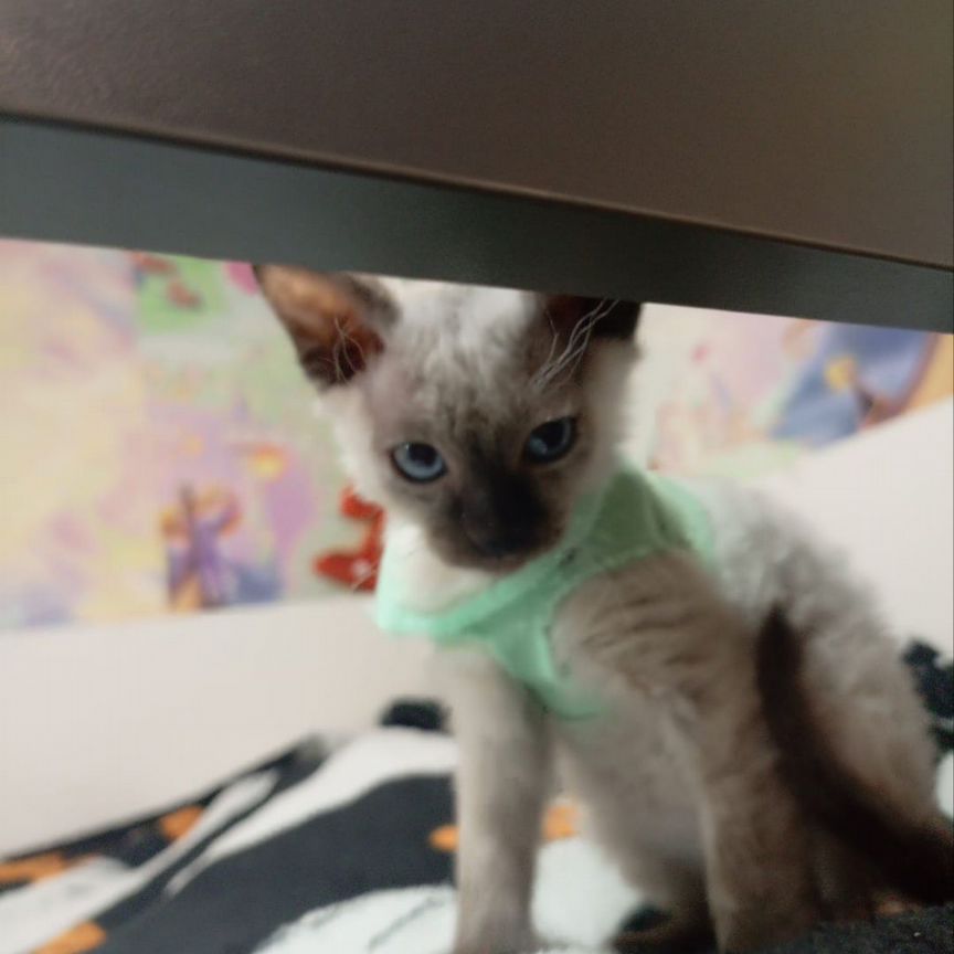 Сфинкс котята браш