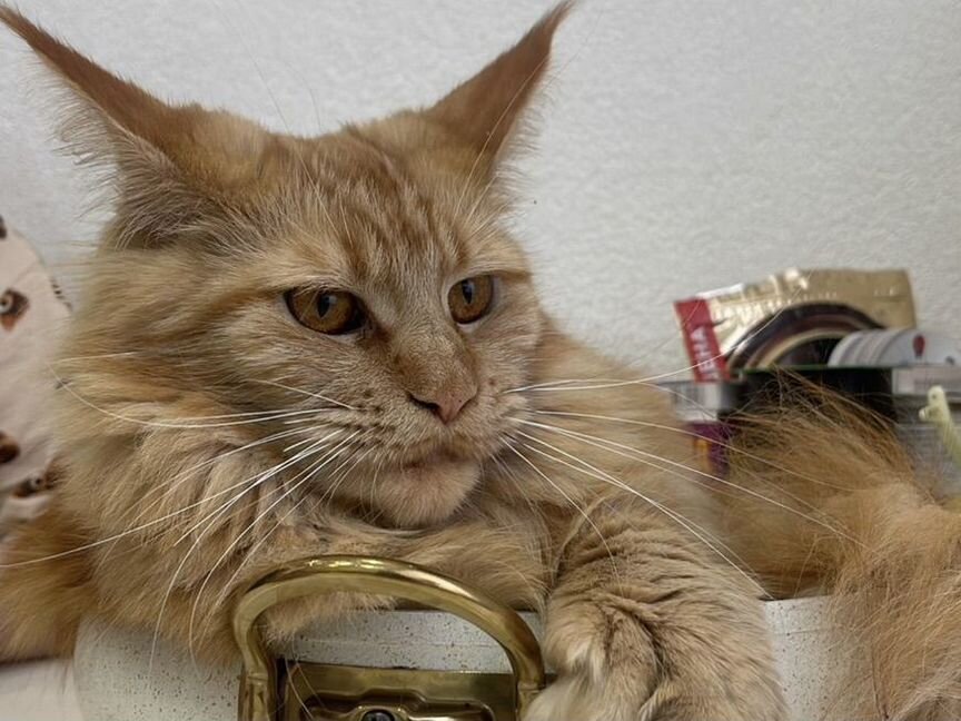 Отдам мейн-кун