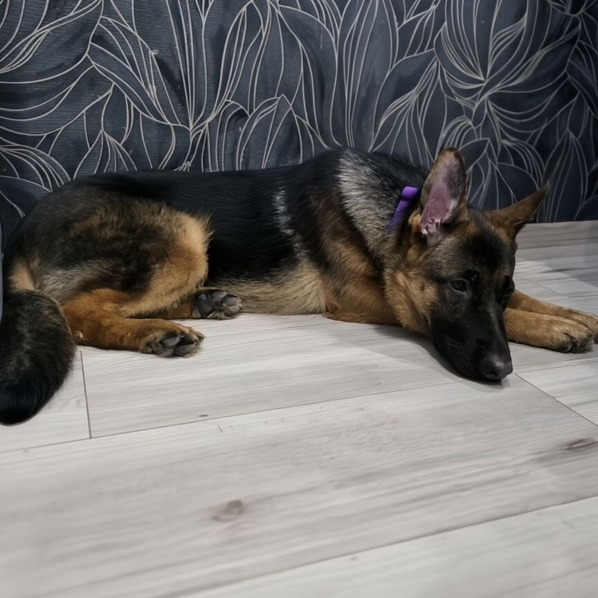 Немецкая овчарка, щенок