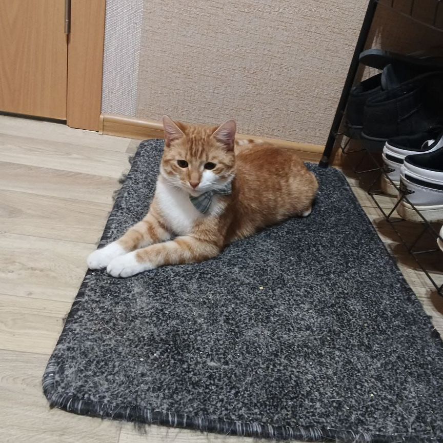 Рыжий котик в поисках дома