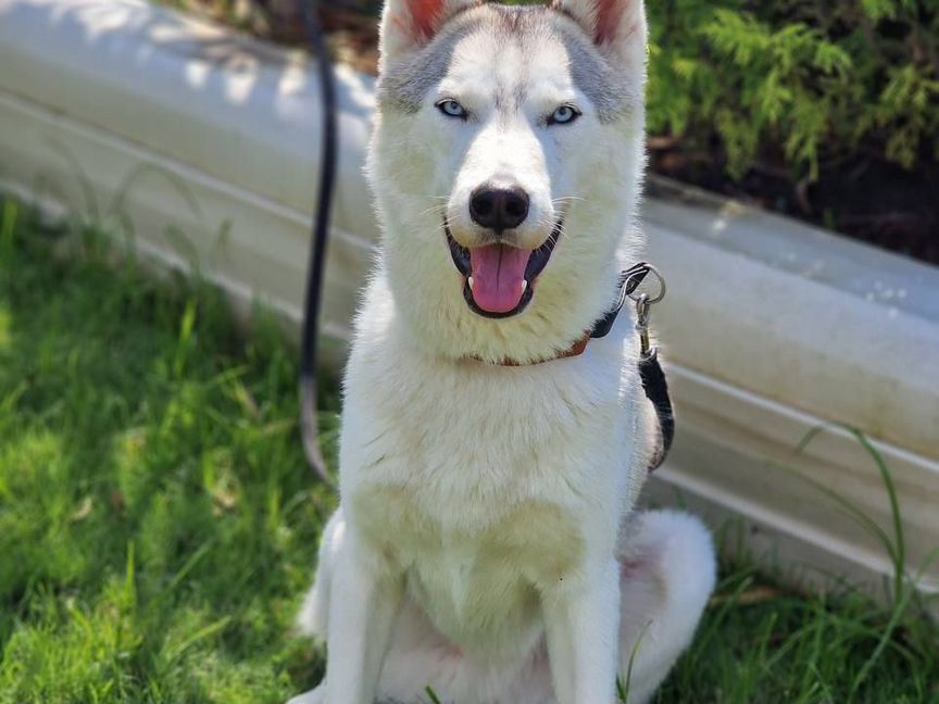 Голубоглазый хаски ищет дом