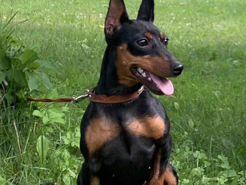 Цвергпинчер, подросток, девочка