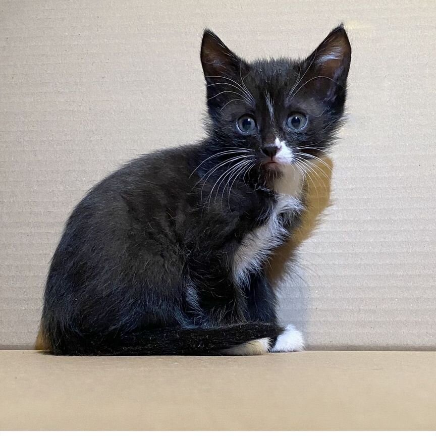 Котёнок в добрые руки