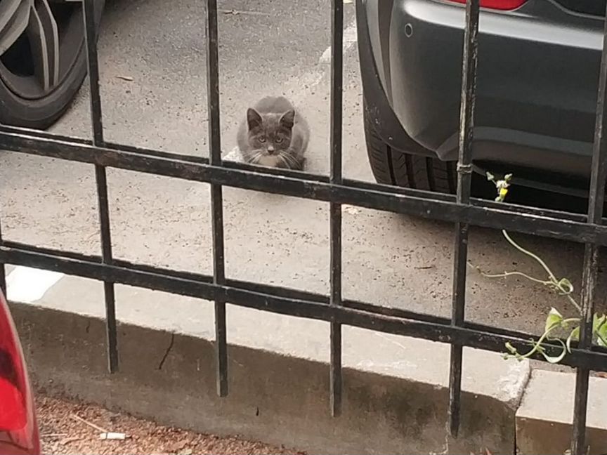 Котенок