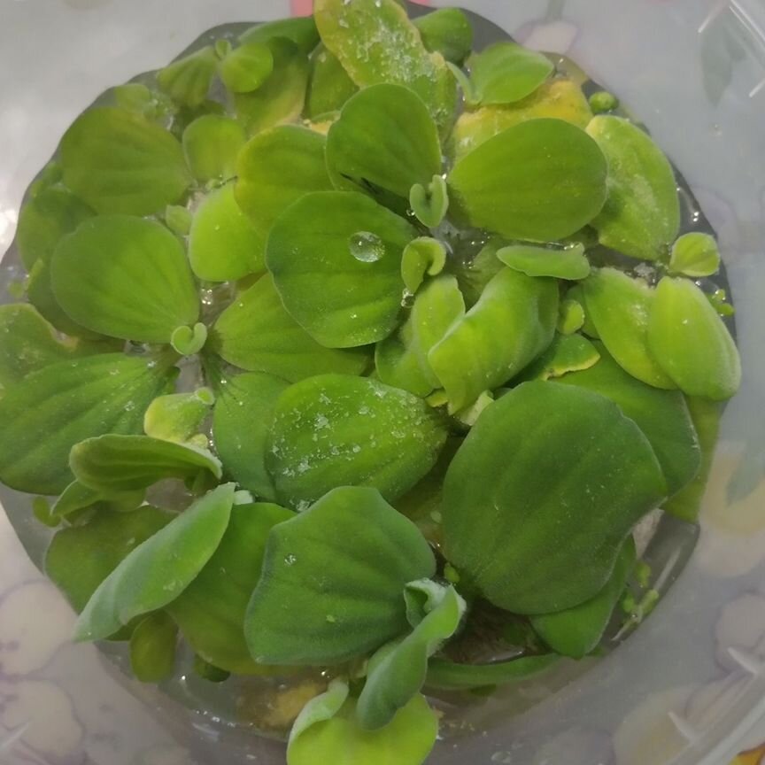 Аквариумные растения пистия