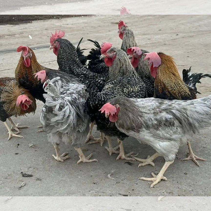 Петухи на мясо 4-5 мес с доставкой на дом