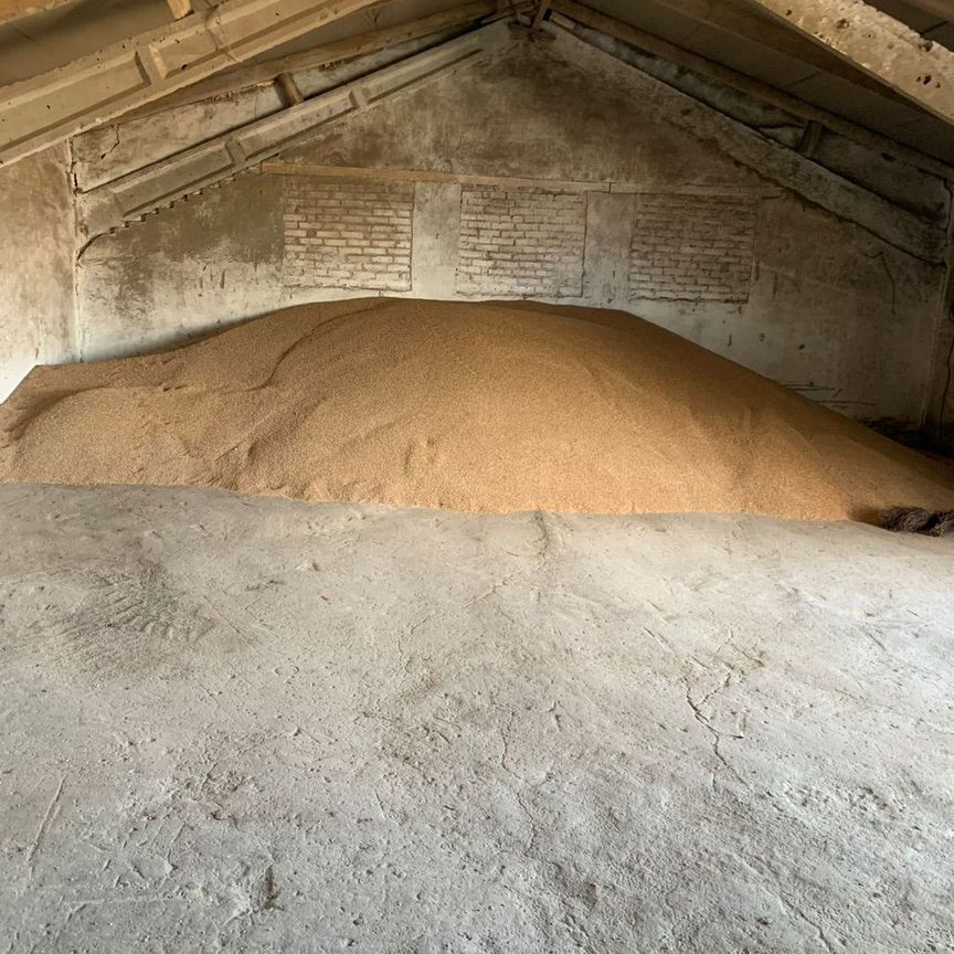 Пшеница 3 класс