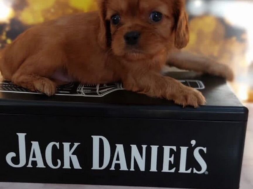 Кавалер кинг чарльз спаниель