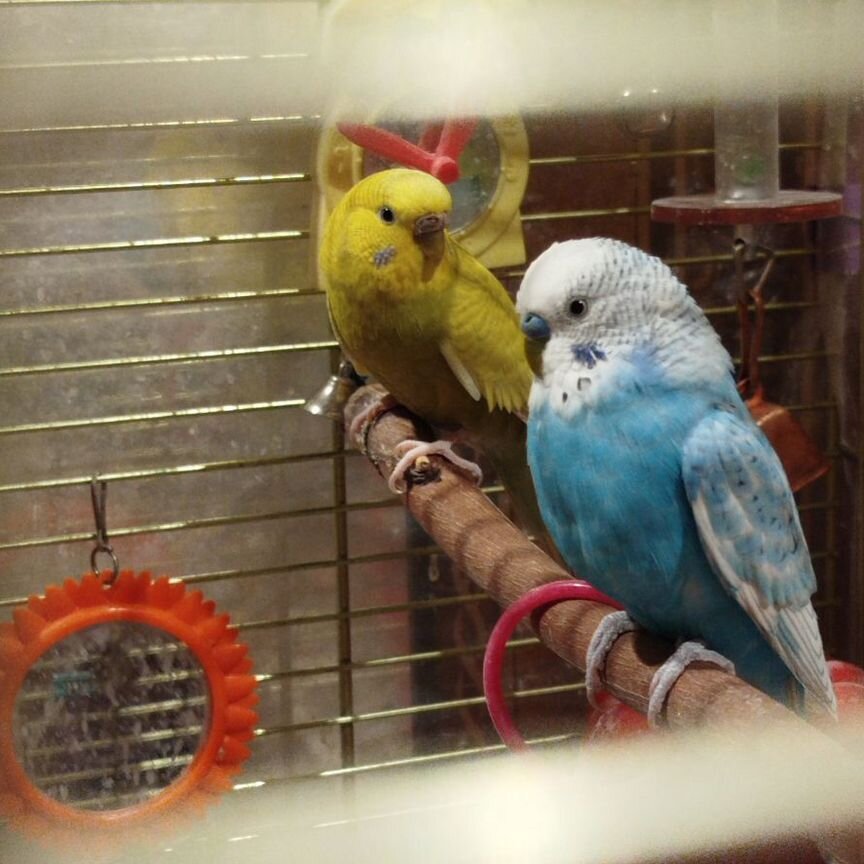 Пара волнистых попугаев