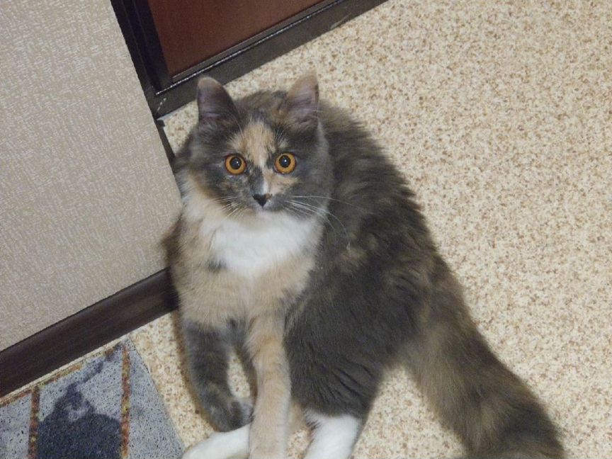 Кошечка в добрые руки