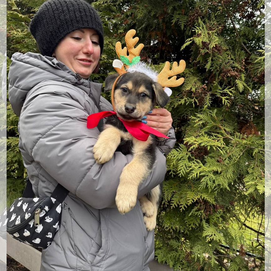 Щенок в добрые руки