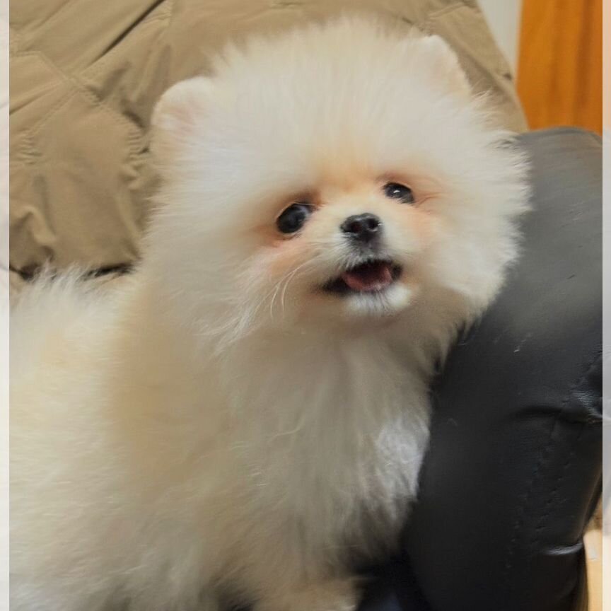 Померанский шпиц, щенок