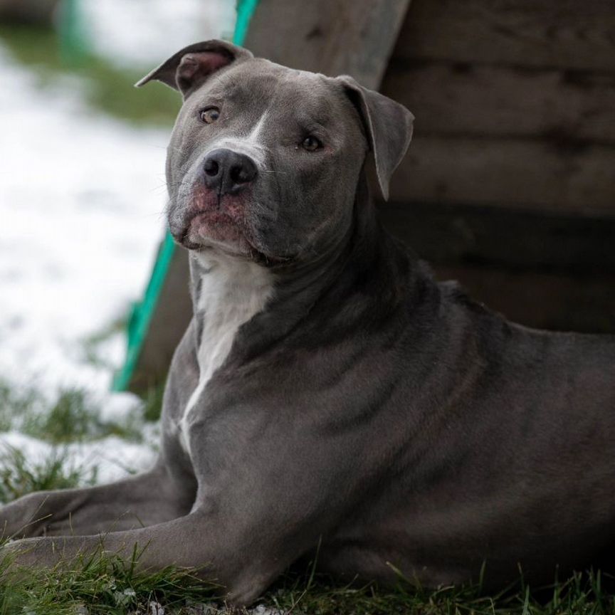 Американский питбультерьер, взрослый пёс
