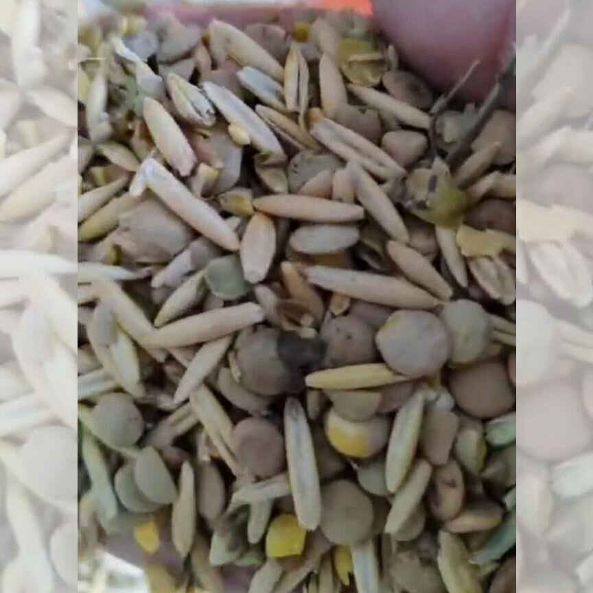 Чечевица зерносьмесь