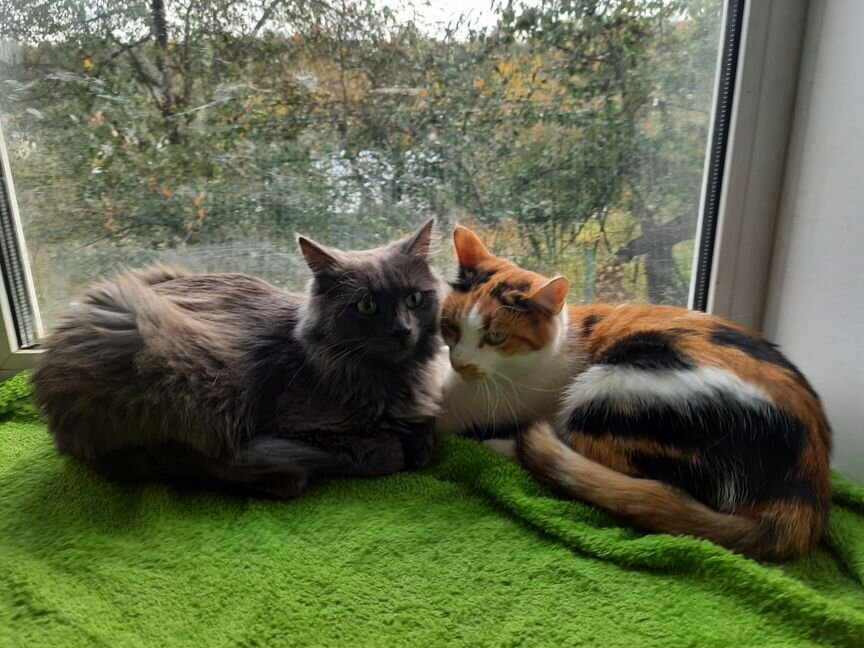 Матрёшка и Тимошка в добрые руки