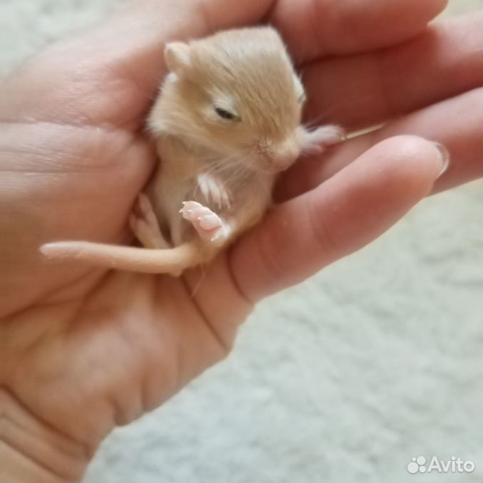 Песчанки монгольские