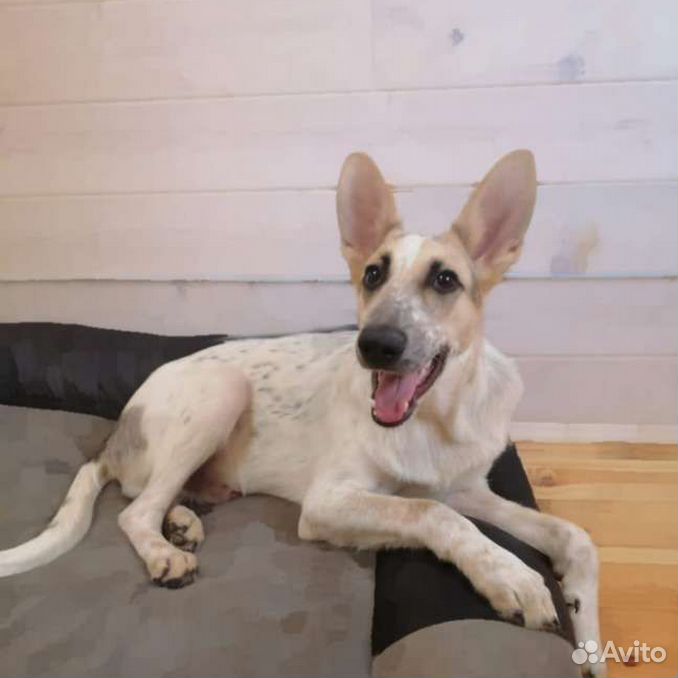 Помогите милому ушастику