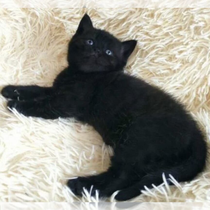 Британский короткошёрстный котёнок