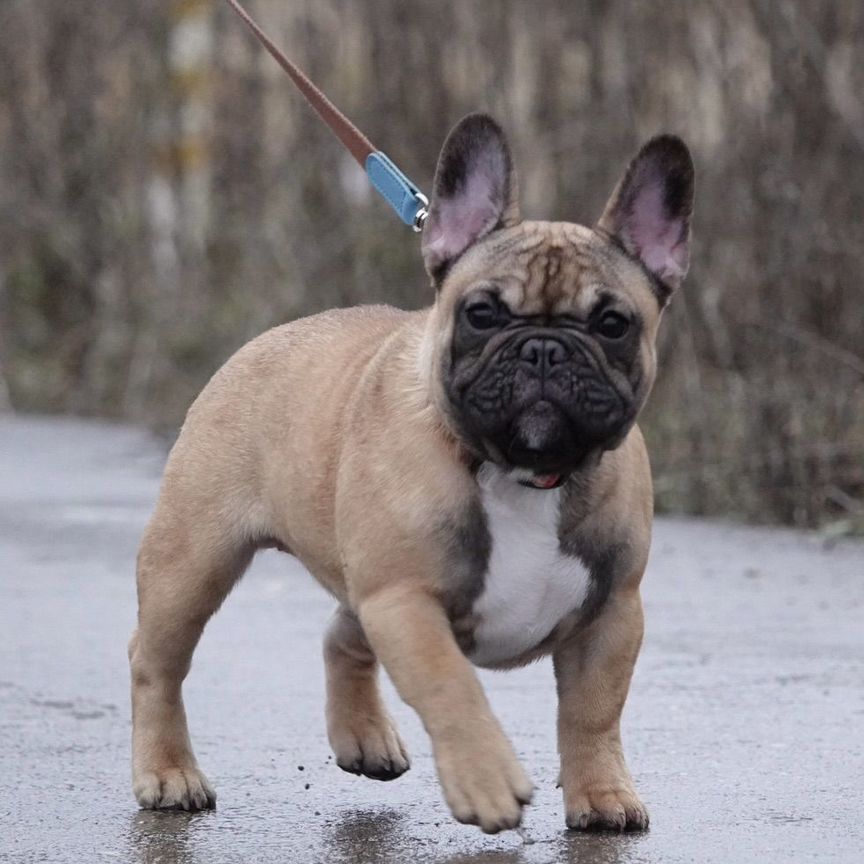 Французский бульдог, щенок