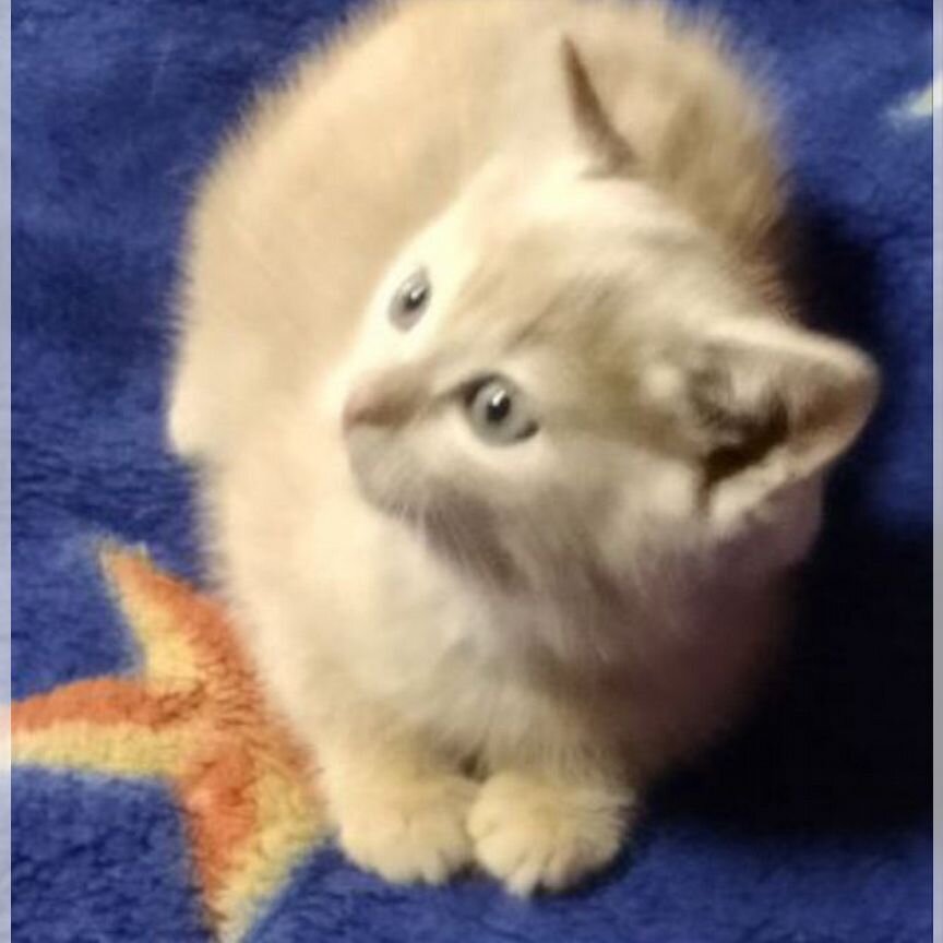 Котёнок в добрые руки