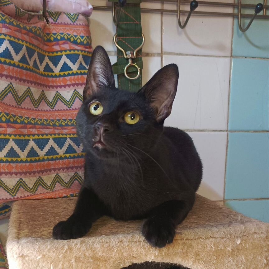 Котик ищет семью