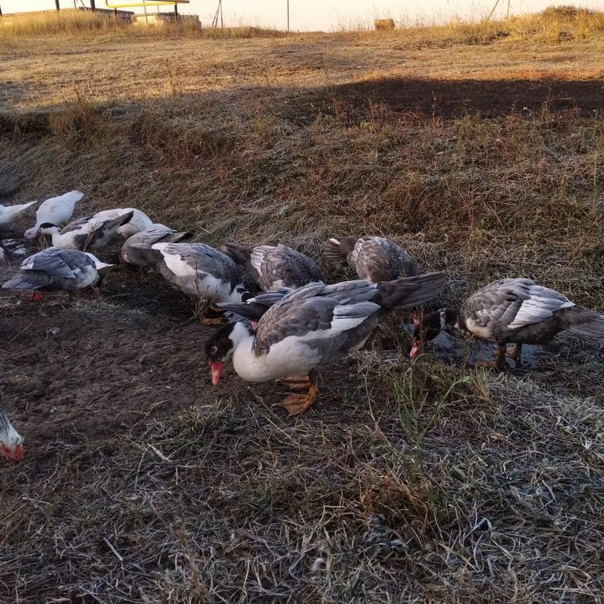 Мускусные утки лаванда